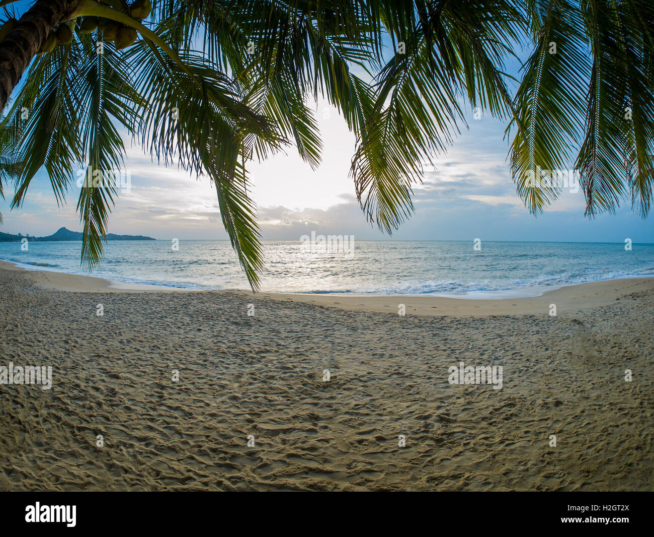 Coconut tree on the beach in Koh Samui Thailand Stock Photo - Alamy