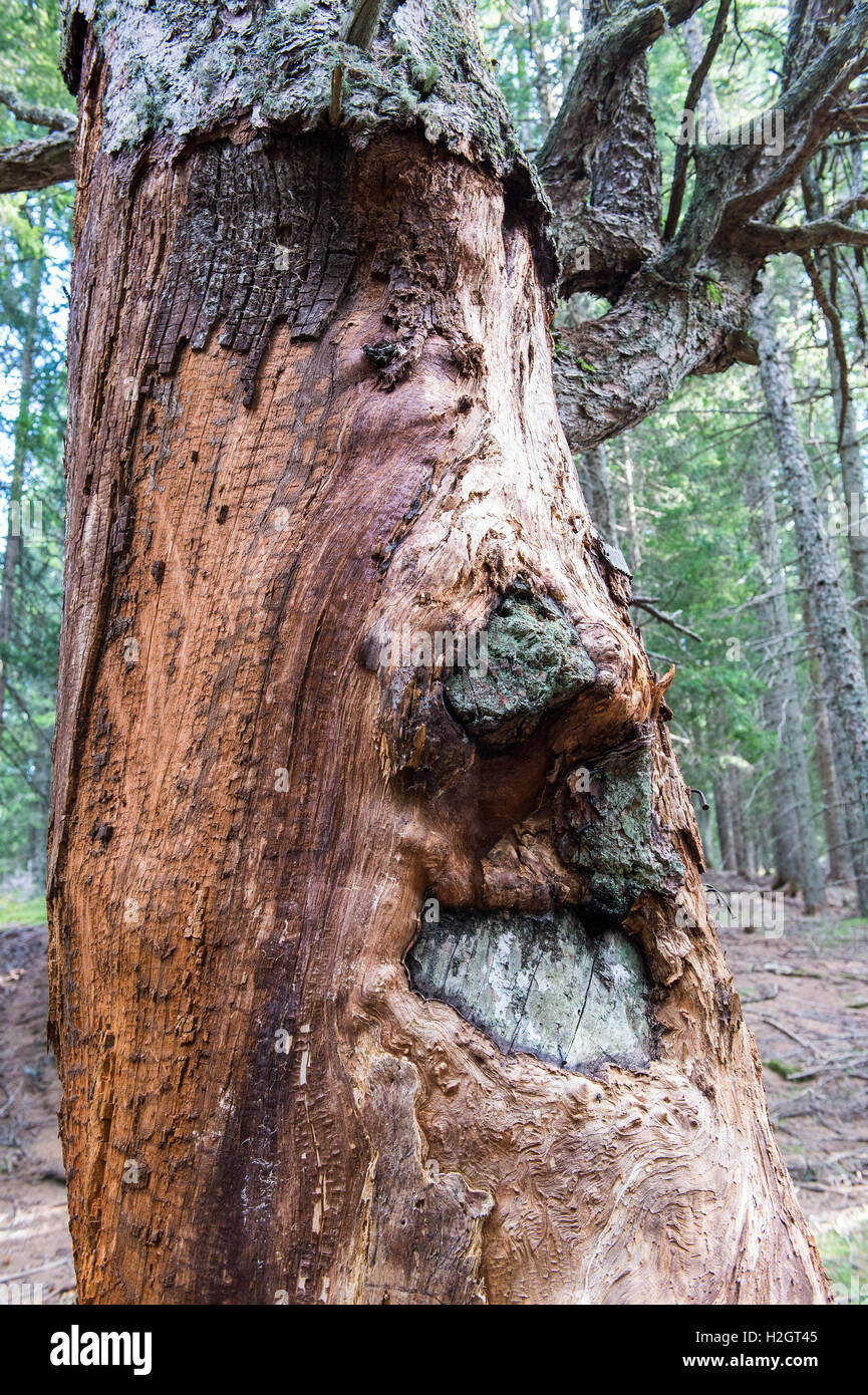 Old dead tree hi-res stock photography and images - Alamy
