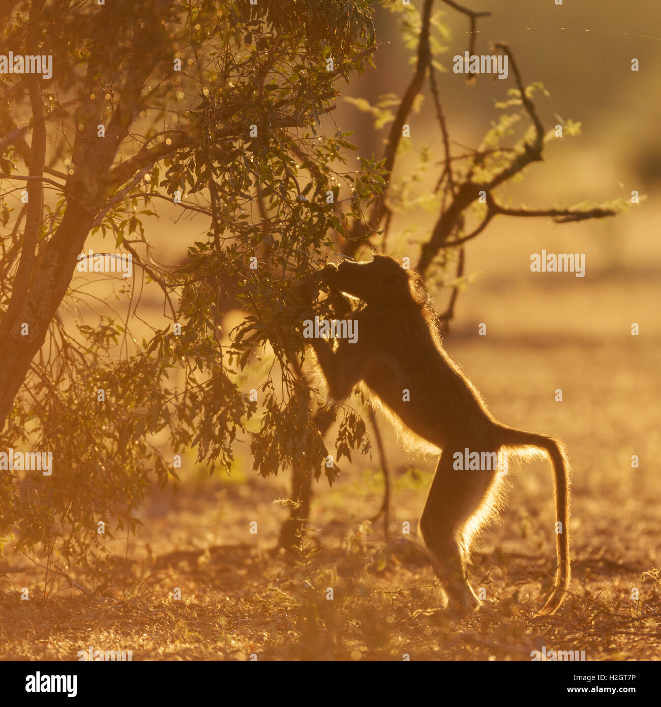 Baboon eat hi-res stock photography and images - Alamy