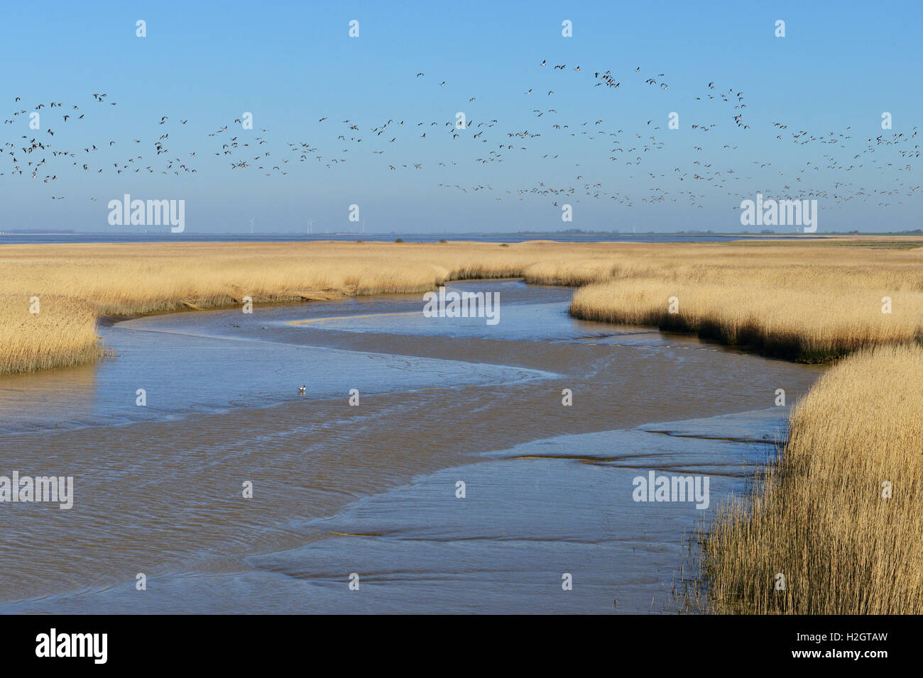 Flock of birds flying over reeds in shallow water, bay Dollard, Emden ...