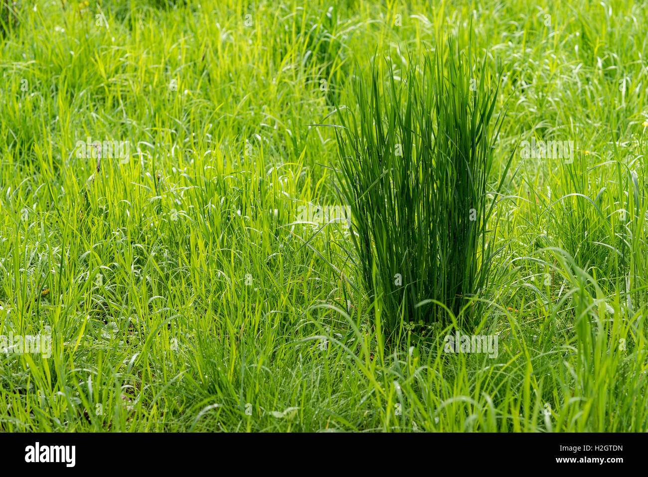Dark tussock hi-res stock photography and images - Alamy