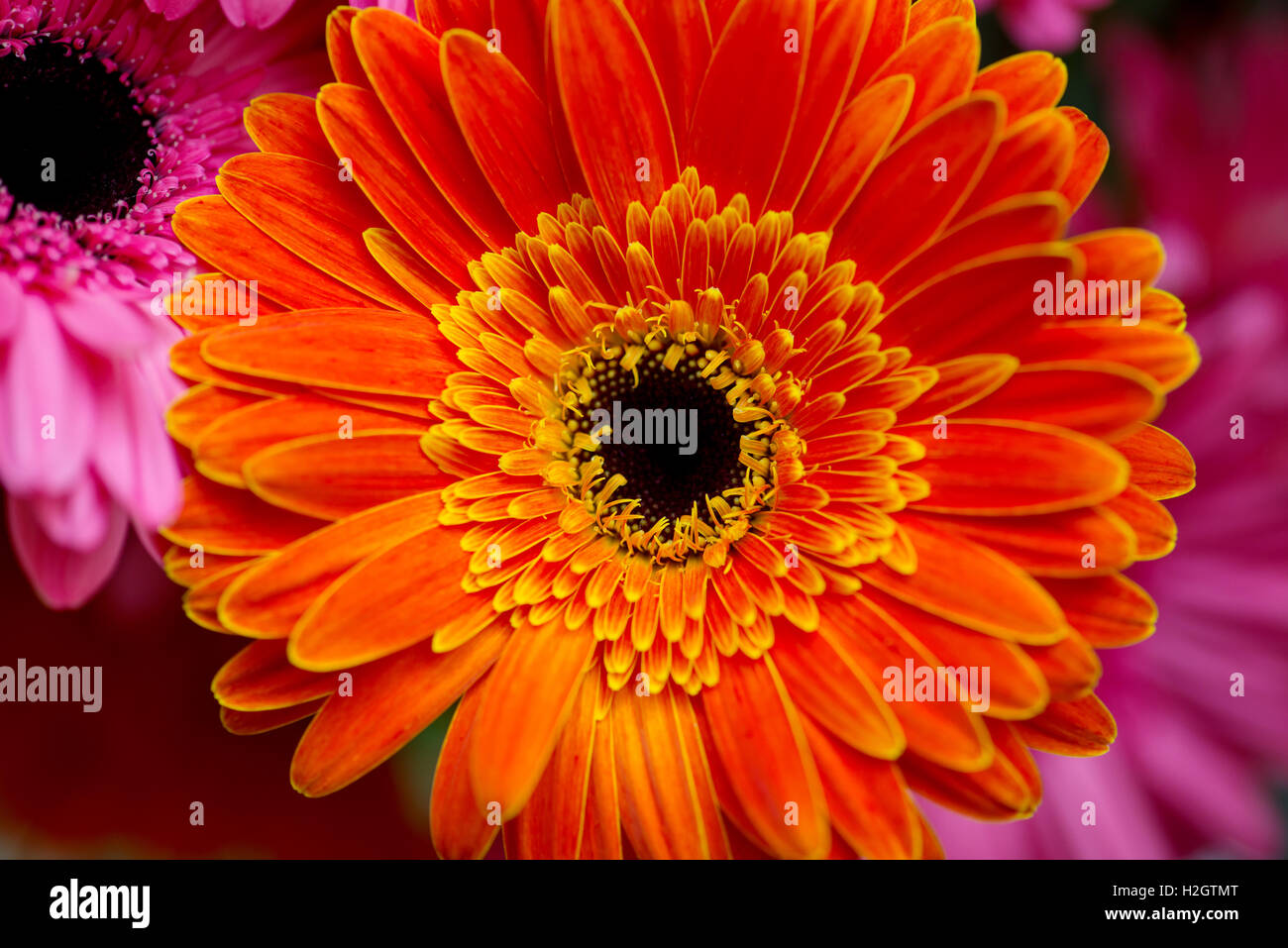 Large yellow-orange gerbera flower Stock Photo - Alamy