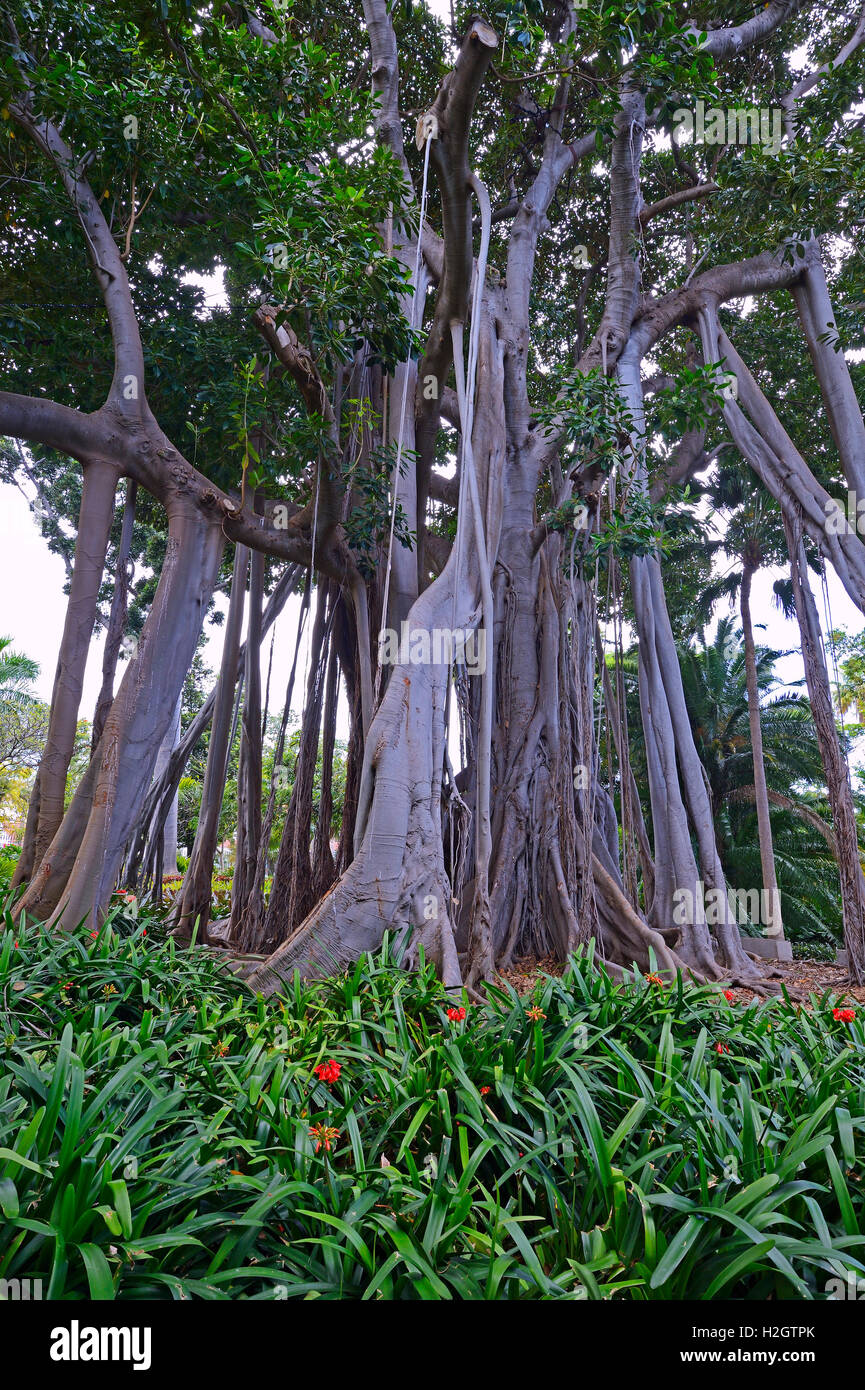 Moreton Bay fig (Ficus macrophylla) or Australian banyan, origin ...
