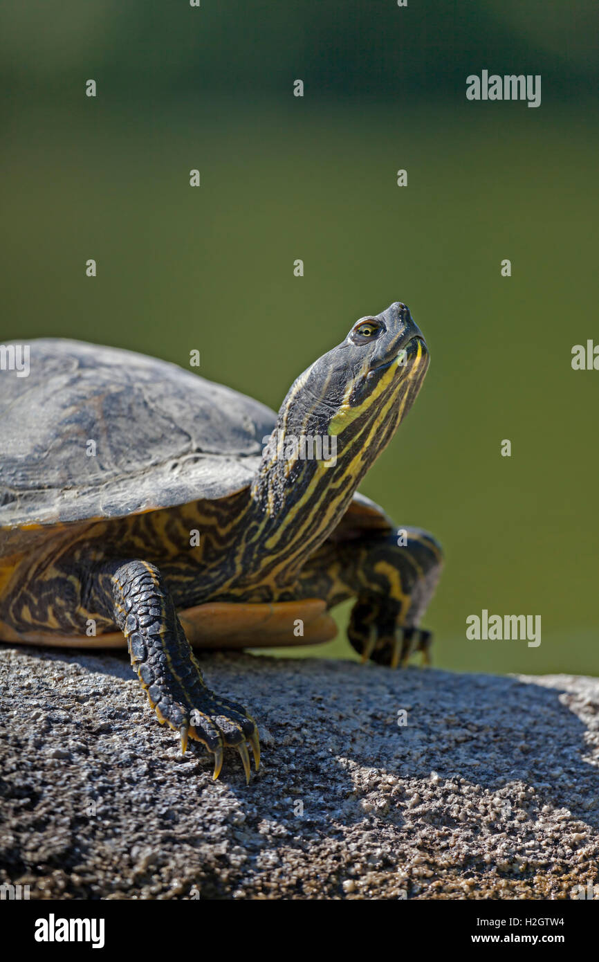 Yellow-bellied slider (Trachemys scripta scripta) basking on stone ...