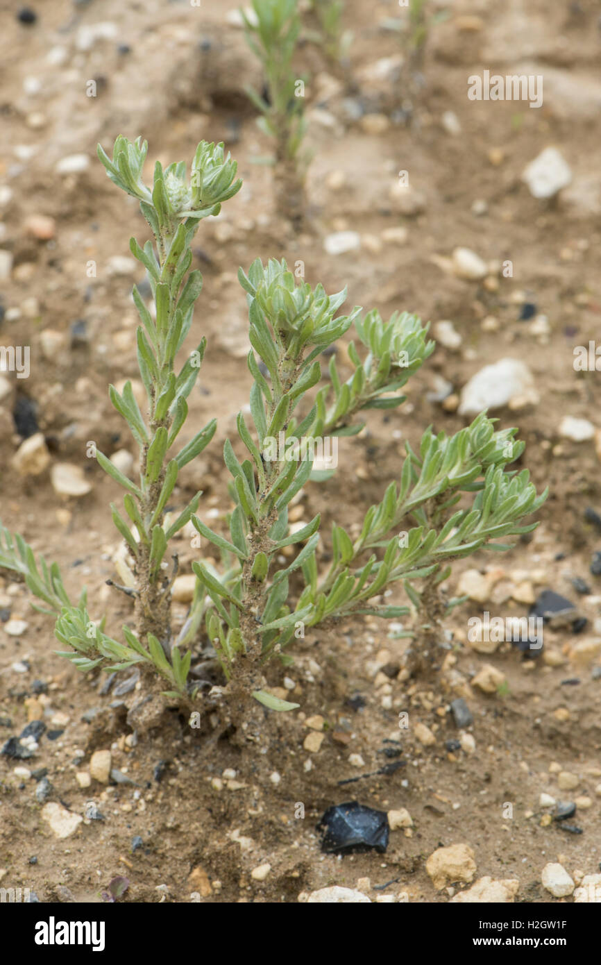 Filago pyramidata, Broad-leaved Cudweed, growing in an old chalk pit in ...