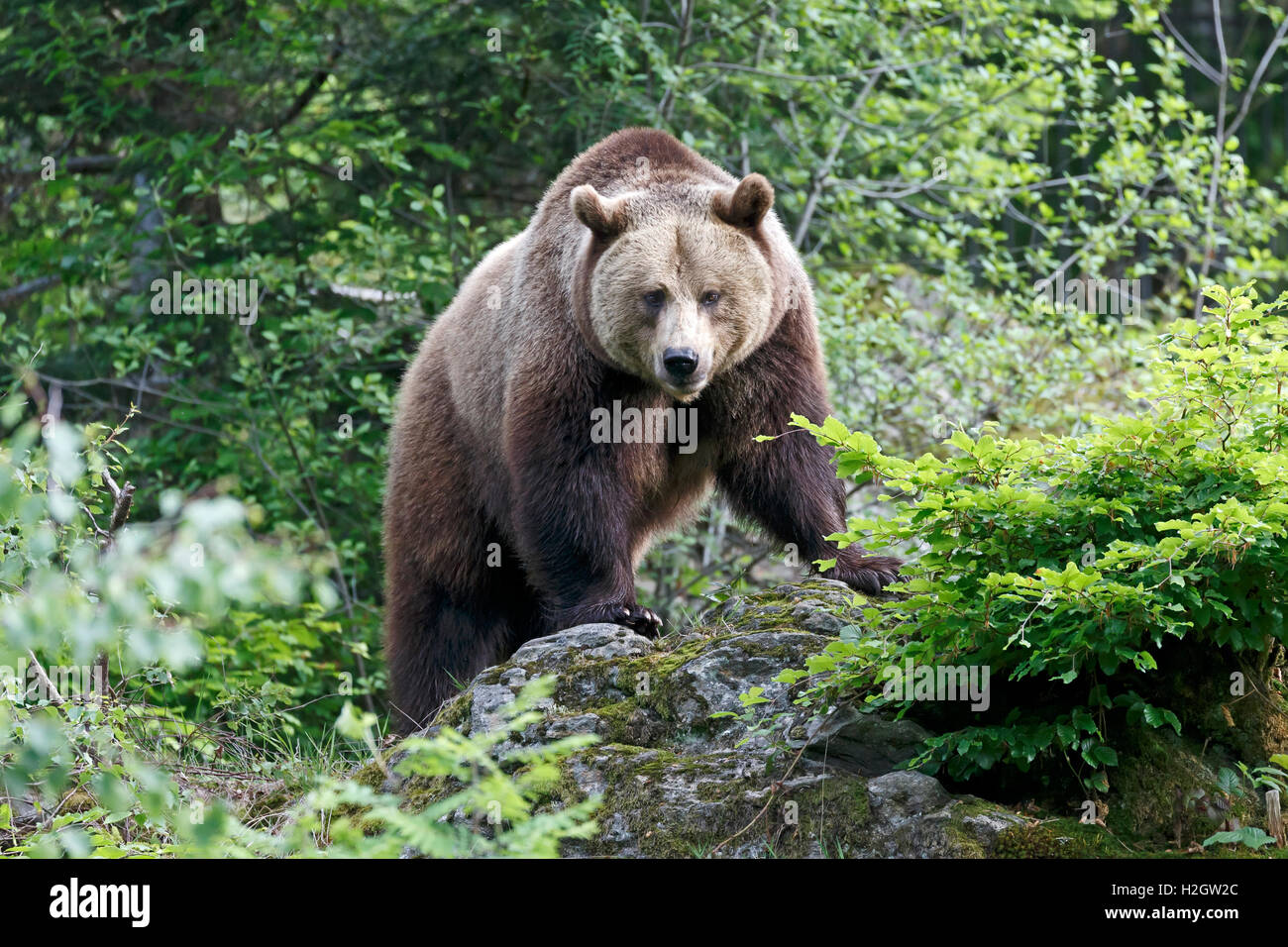 Brown bear (Ursus arctos), captive, Bavarian Forest National Park ...
