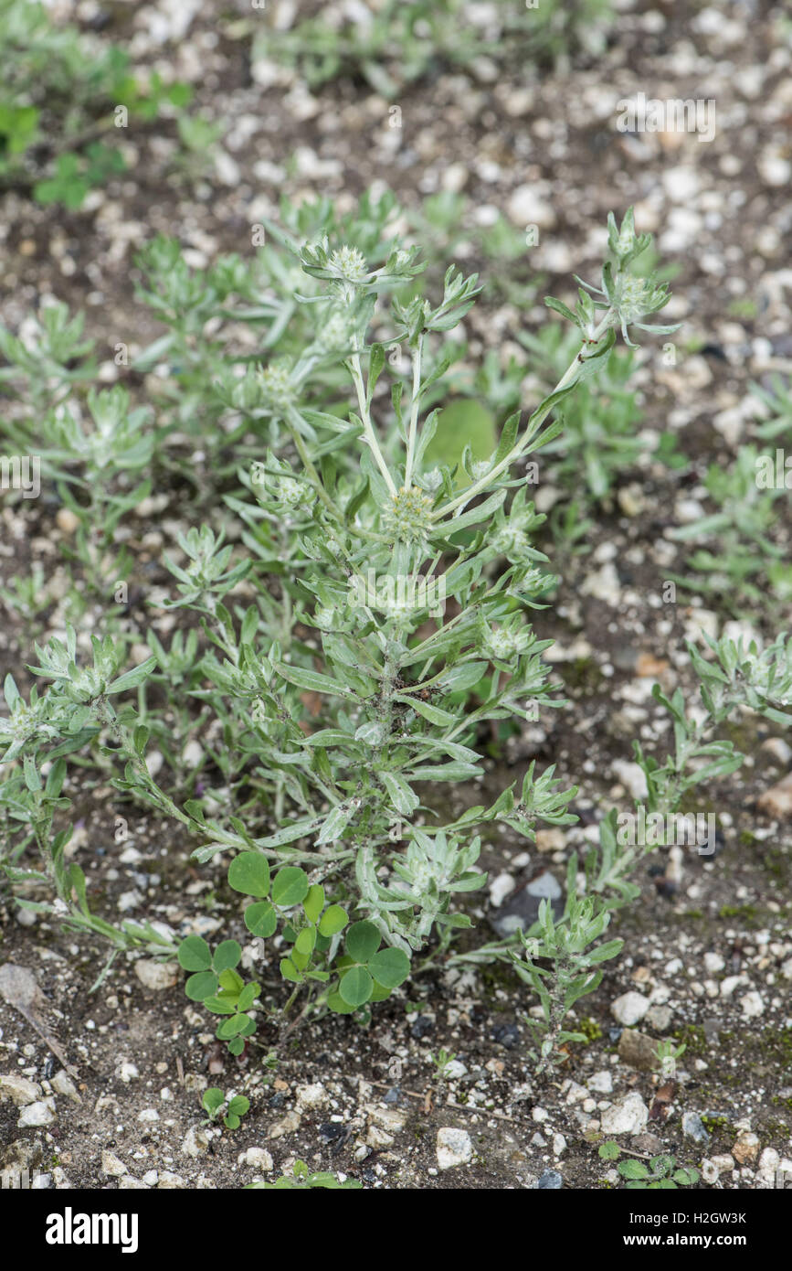 Filago pyramidata hi-res stock photography and images - Alamy