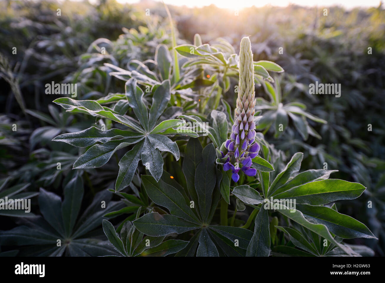 Spring field beautiful lupins hi-res stock photography and images - Alamy
