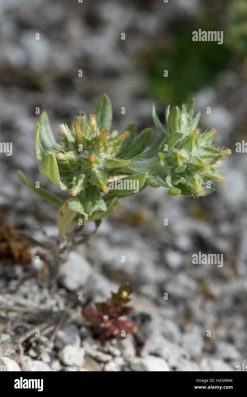 Broad leaved weed hi-res stock photography and images - Alamy