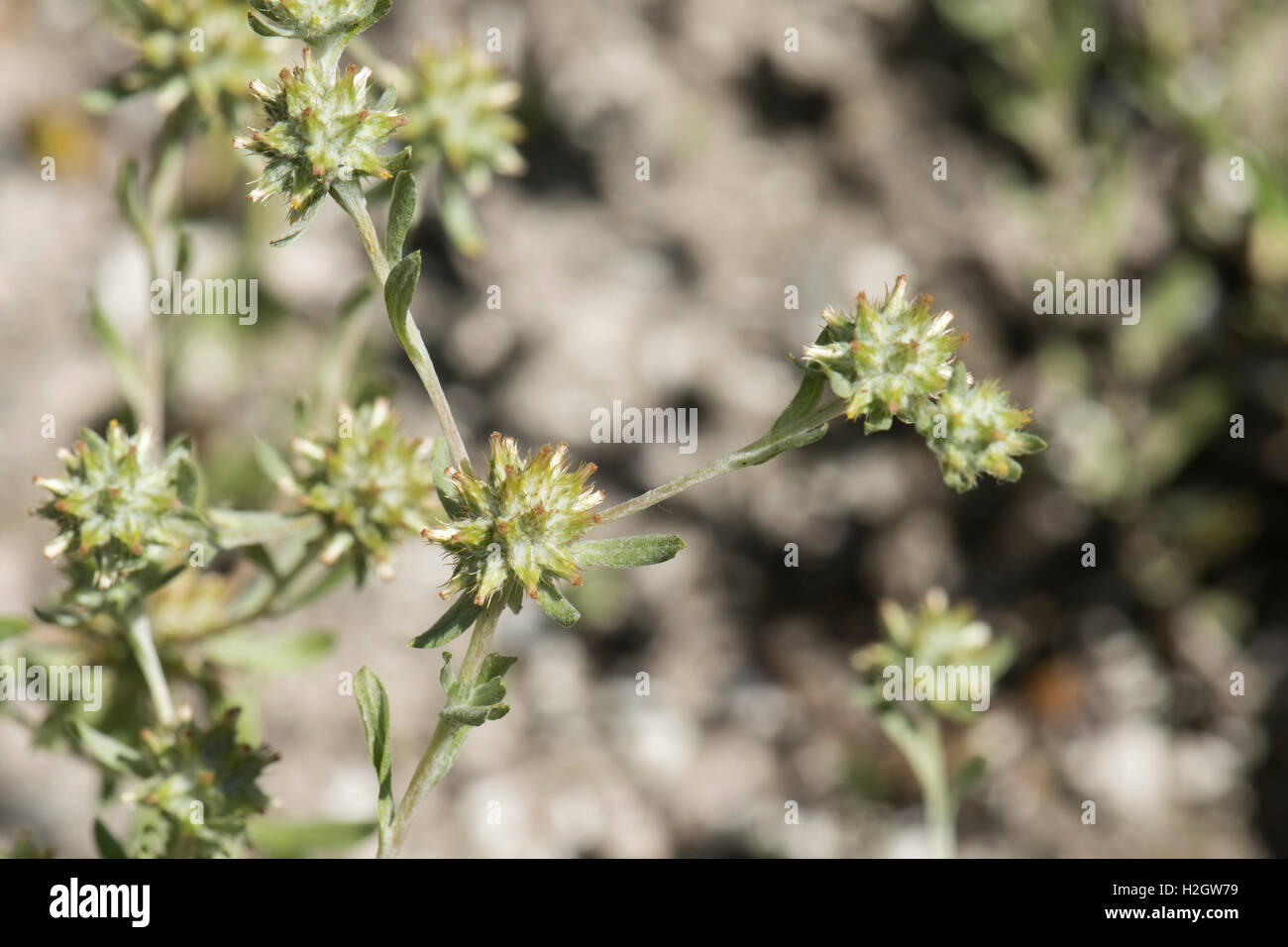 Filago pyramidata, Broad-leaved Cudweed, growing in an old chalk pit in ...