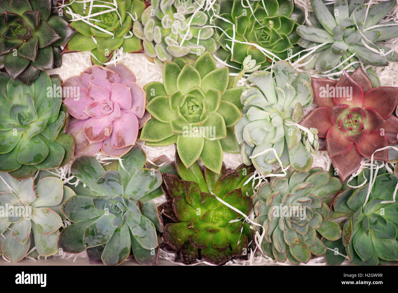 background of stone roses Stock Photo - Alamy