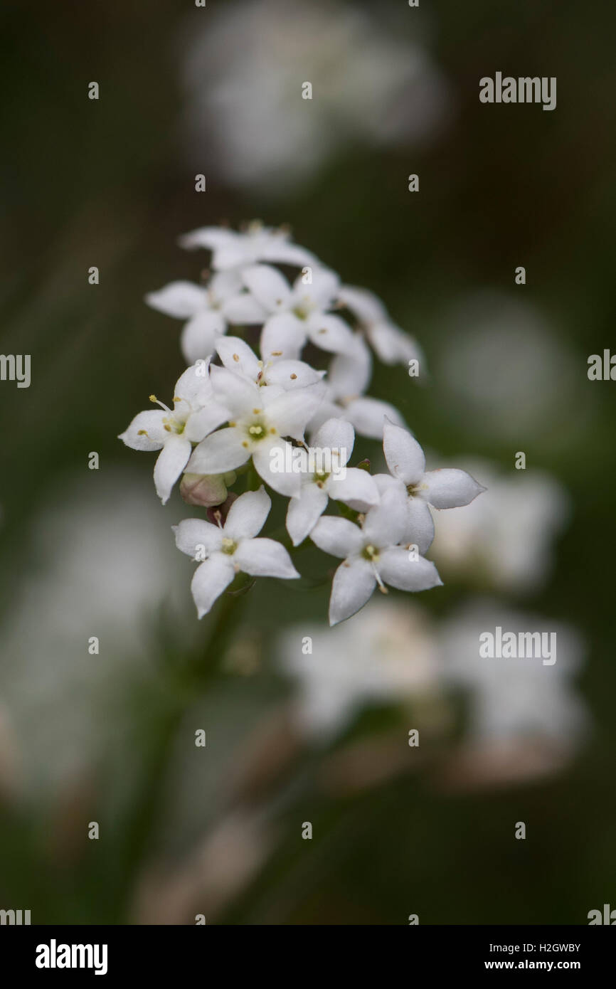 Heath Bedstraw, Galium saxatile, Surrey, UK Stock Photo - Alamy