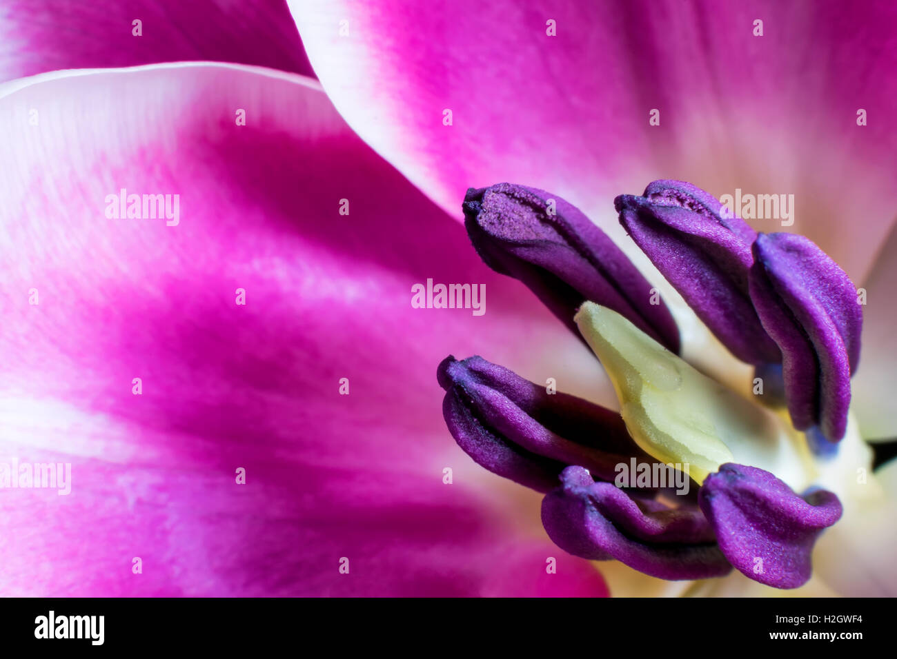 The new growing life that comes in springtime Stock Photo - Alamy