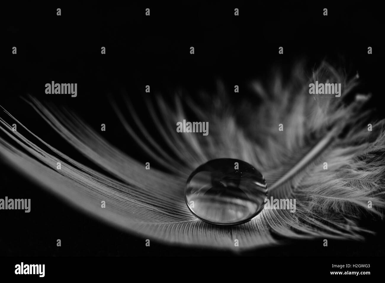 Water drop on a feather hi-res stock photography and images - Alamy