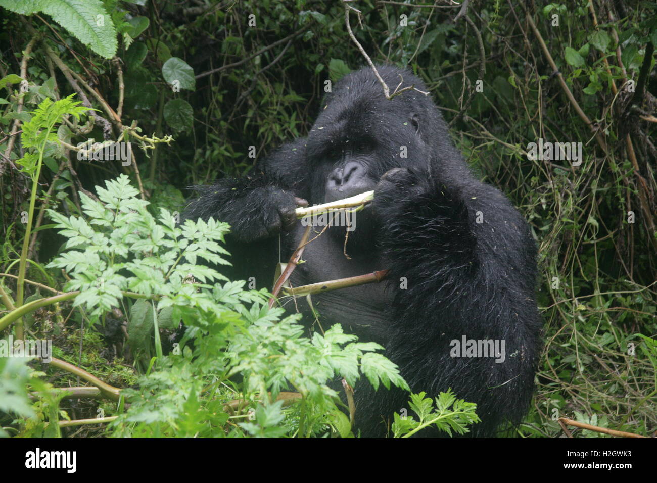Wild Gorilla animal Rwanda Africa tropical Forest Stock Photo - Alamy