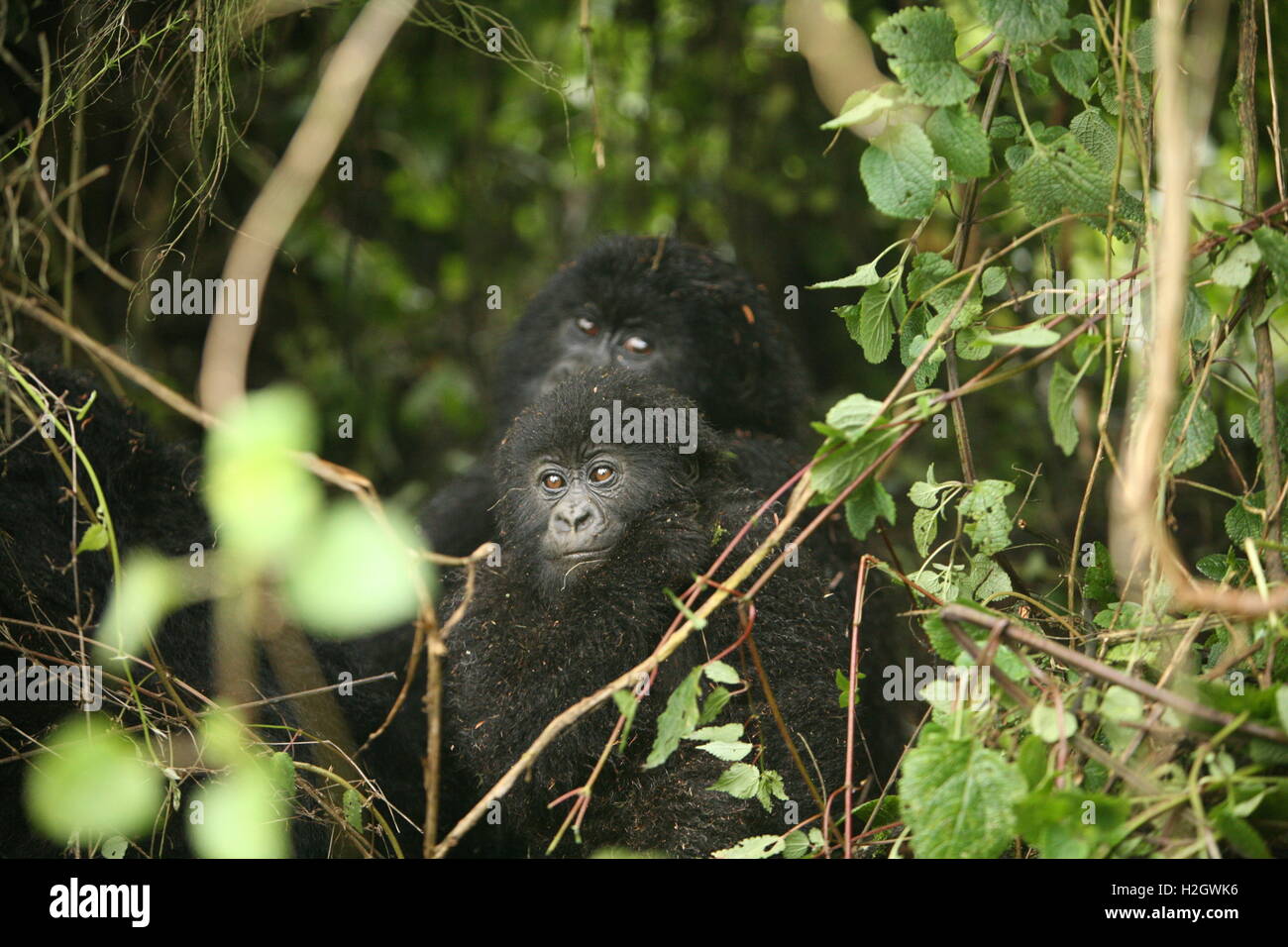 Wild Gorilla animal Rwanda Africa tropical Forest Stock Photo - Alamy