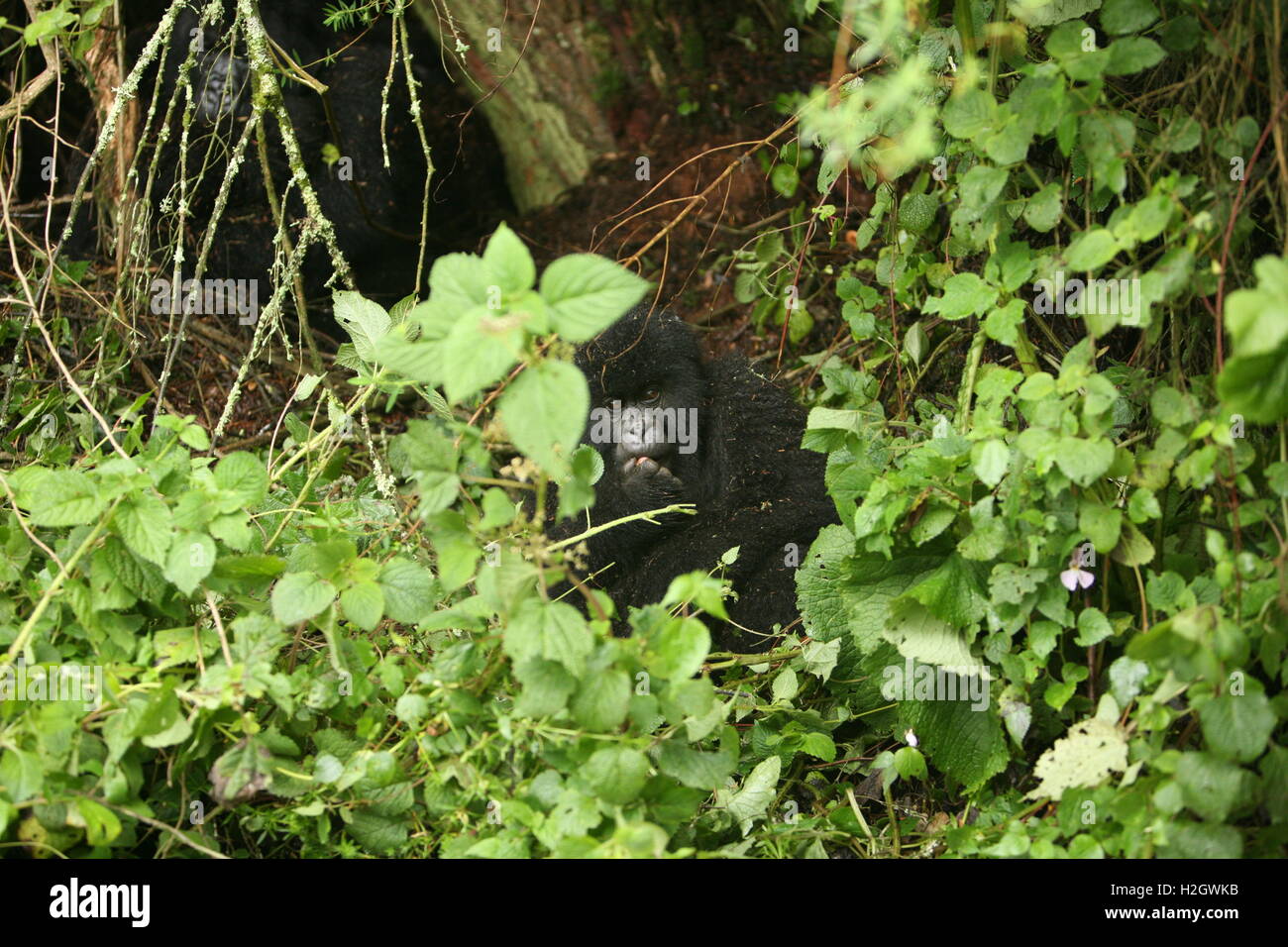 Wild Gorilla animal Rwanda Africa tropical Forest Stock Photo - Alamy