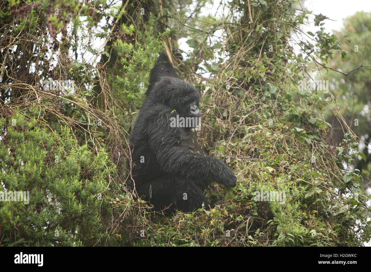 Wild Gorilla animal Rwanda Africa tropical Forest Stock Photo - Alamy