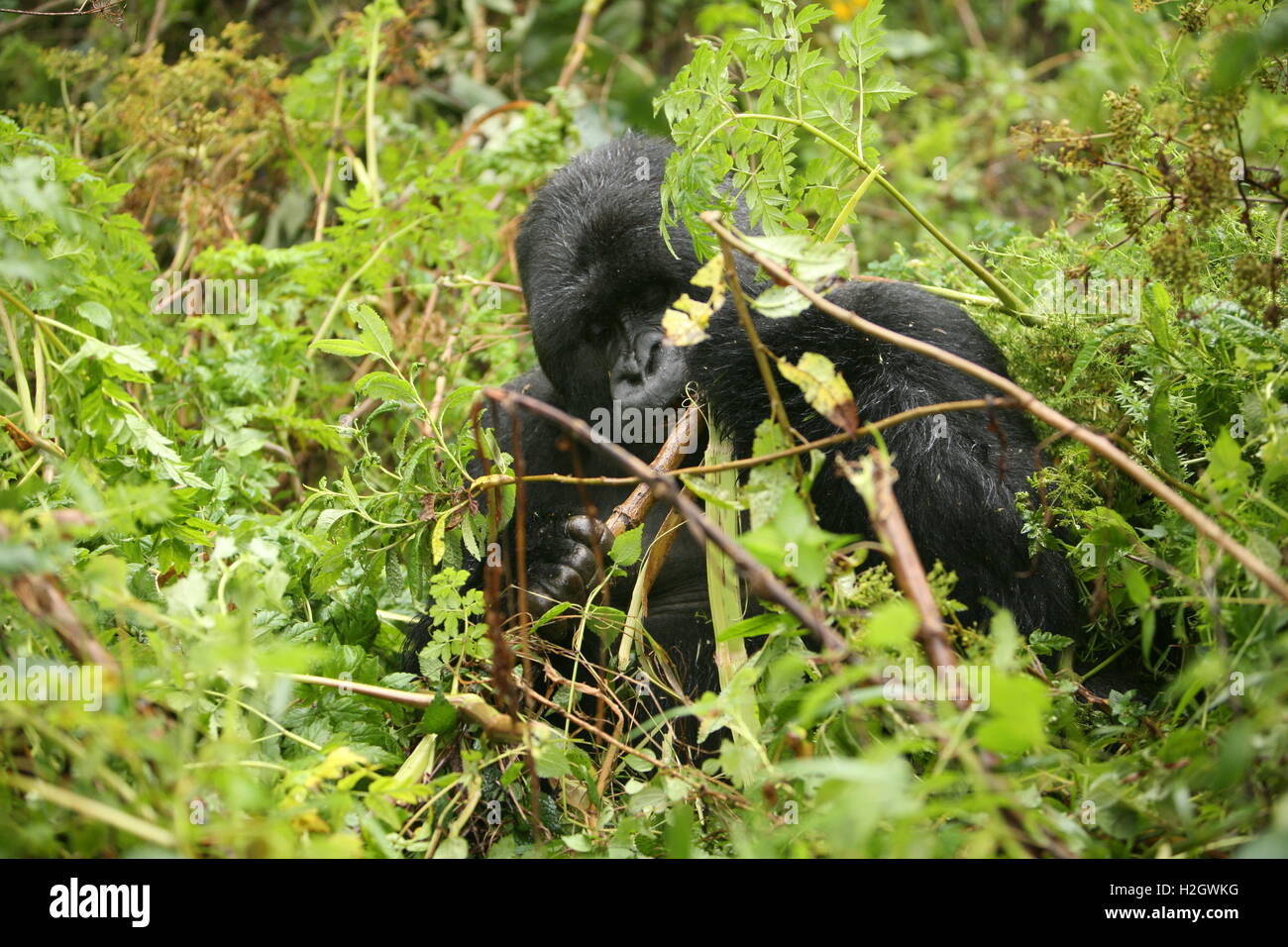 Wild Gorilla animal Rwanda Africa tropical Forest Stock Photo - Alamy