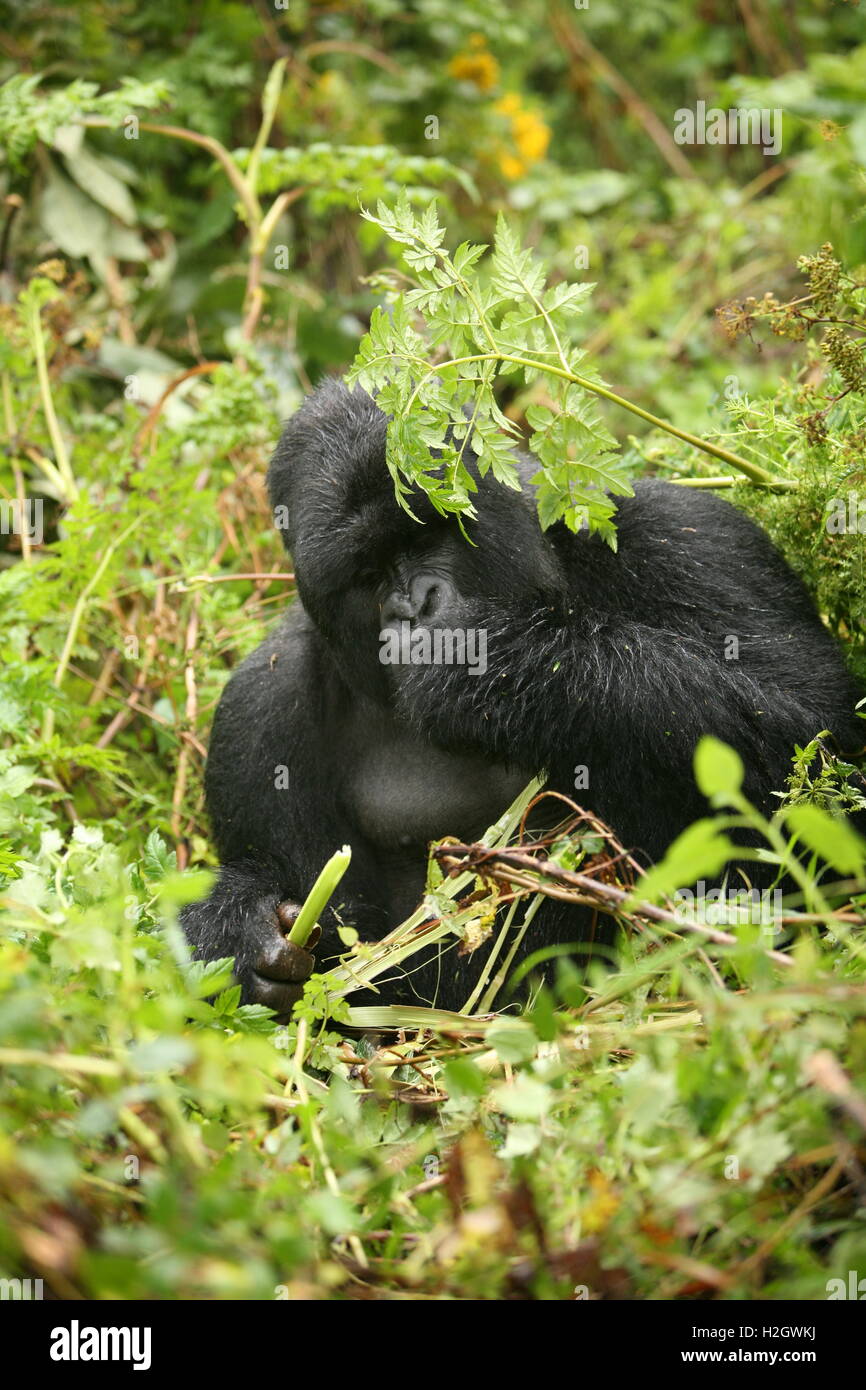 Wild Gorilla animal Rwanda Africa tropical Forest Stock Photo - Alamy