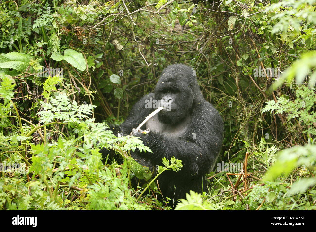 Wild Gorilla animal Rwanda Africa tropical Forest Stock Photo - Alamy