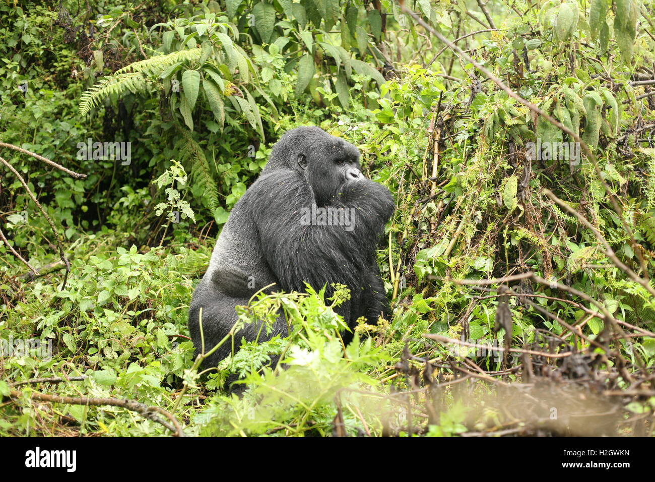 Wild Gorilla animal Rwanda Africa tropical Forest Stock Photo - Alamy