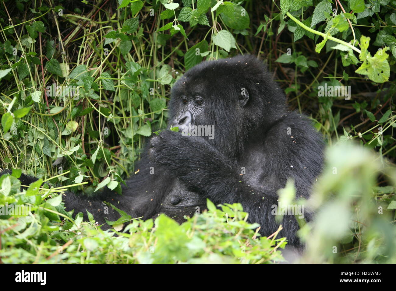 Wild Gorilla animal Rwanda Africa tropical Forest Stock Photo - Alamy