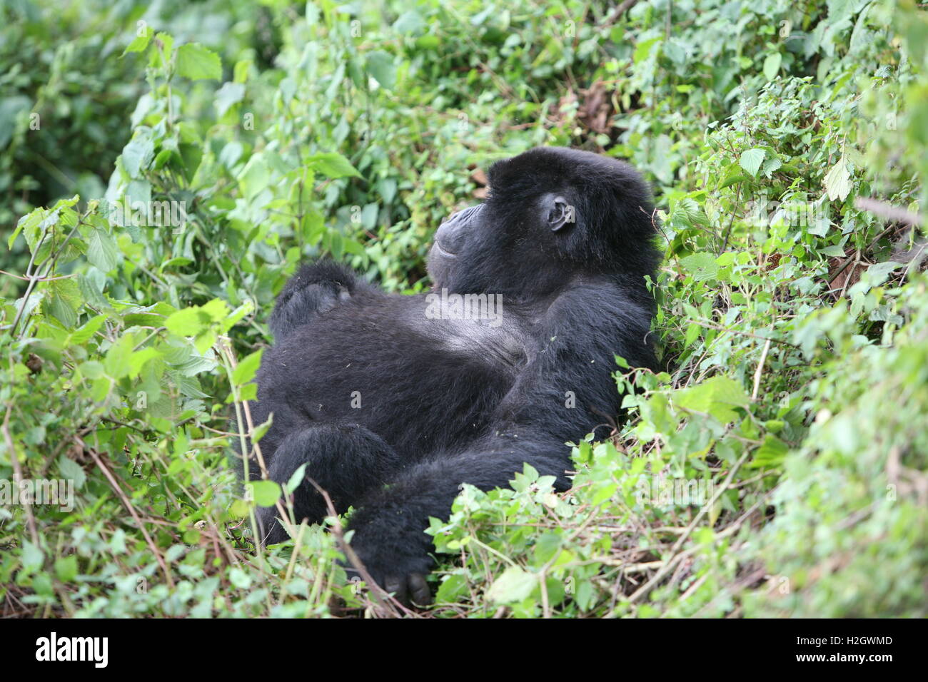 Wild Gorilla animal Rwanda Africa tropical Forest Stock Photo - Alamy