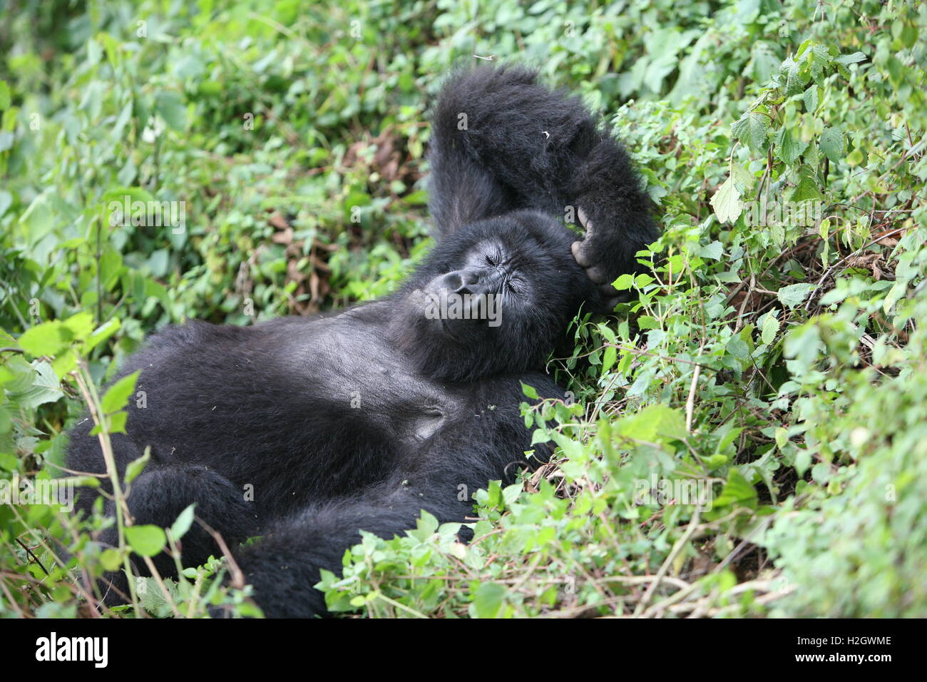 Wild Gorilla animal Rwanda Africa tropical Forest Stock Photo - Alamy