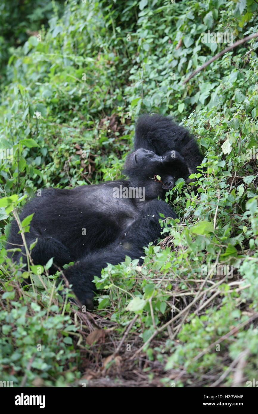 Wild Gorilla animal Rwanda Africa tropical Forest Stock Photo - Alamy