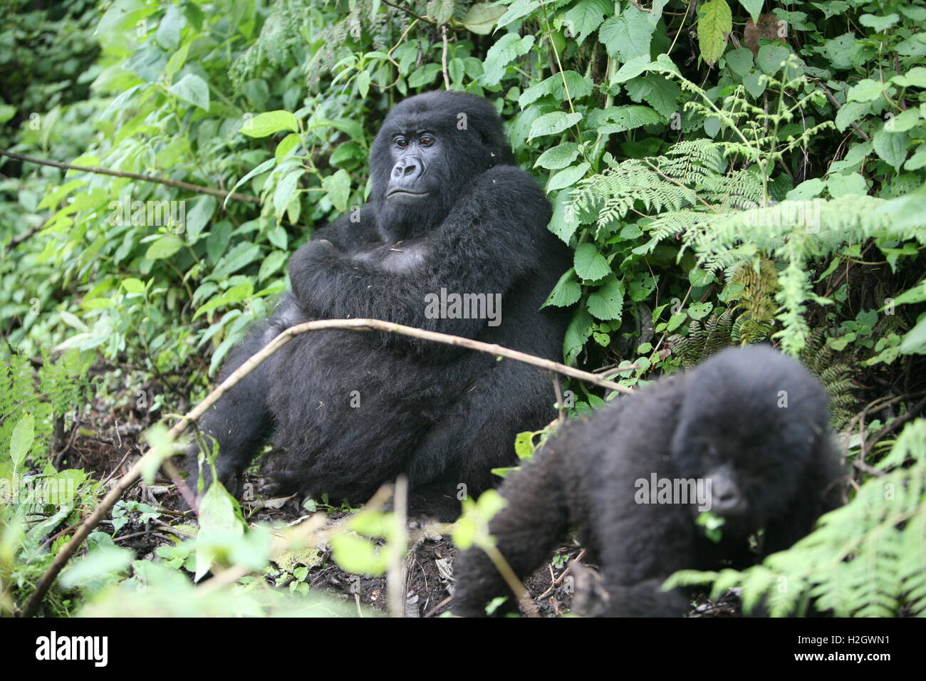 Wild Gorilla animal Rwanda Africa tropical Forest Stock Photo - Alamy