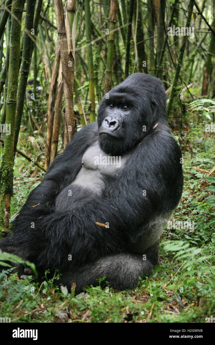 Wild Gorilla animal Rwanda Africa tropical Forest Stock Photo - Alamy