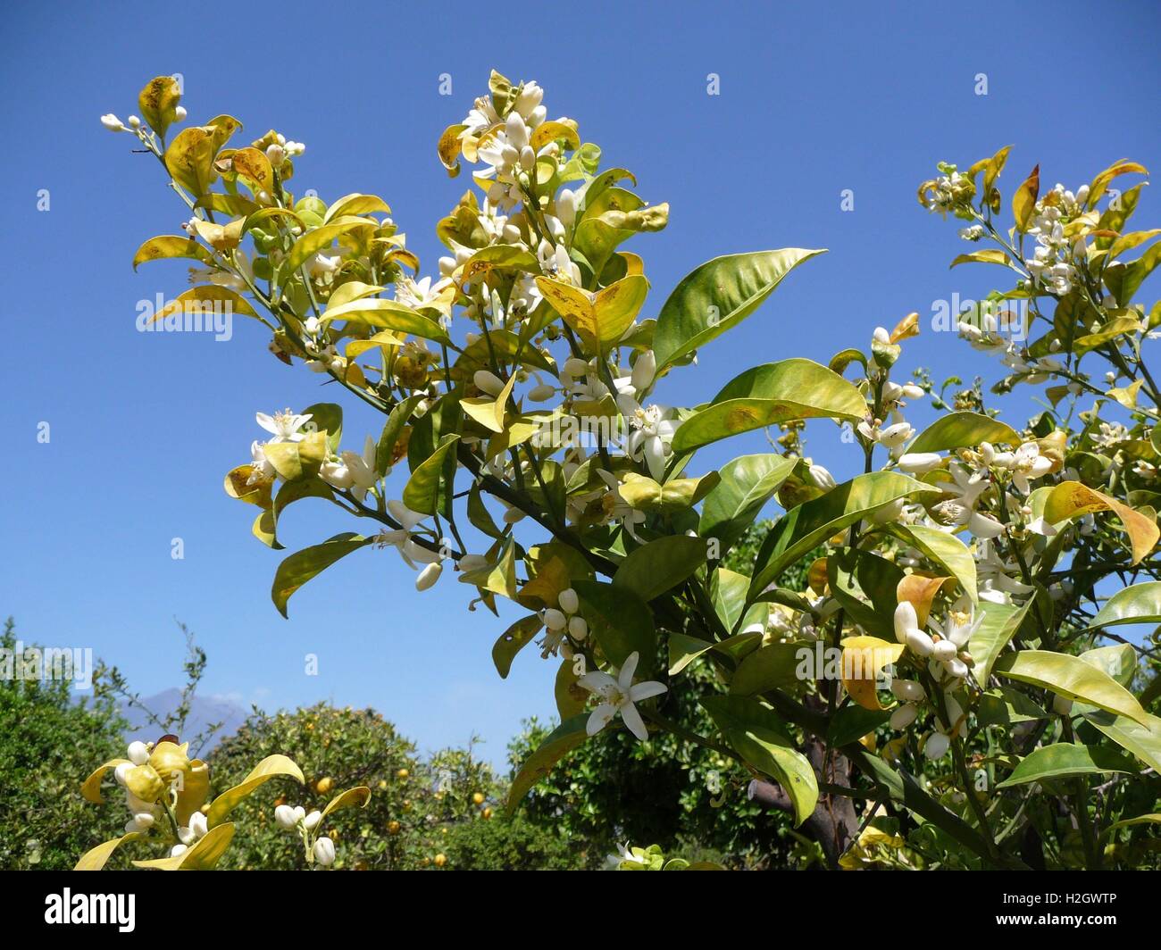 Blooming lemon tree at citric plantation near Mount Etna near Giarre ...