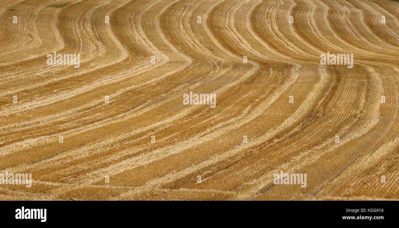Cornfield after harvest | usage worldwide Stock Photo - Alamy