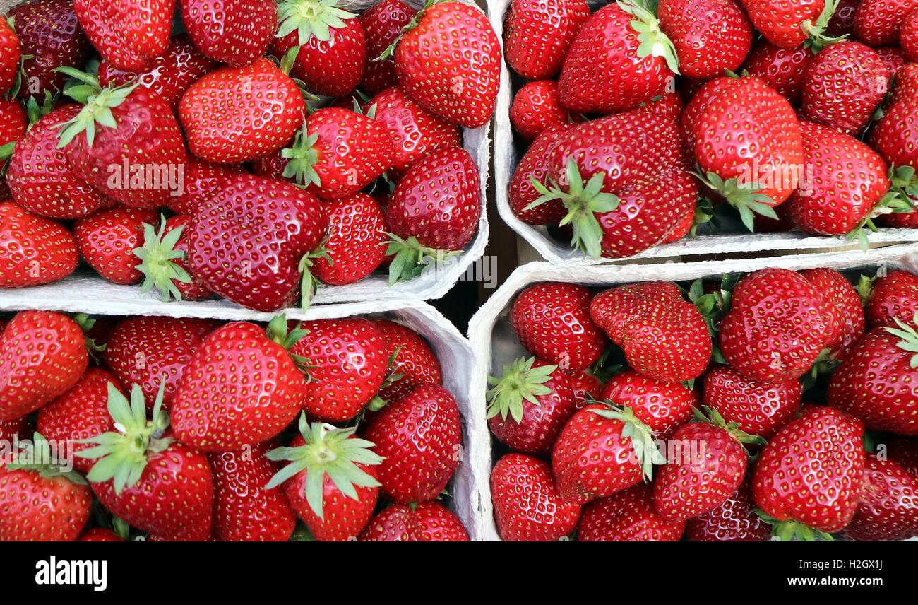 freshly harvested strawberries , Freiburg, July 6, 2016. | usage ...