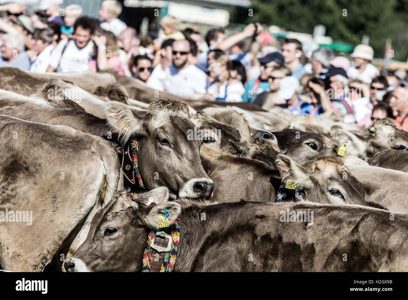 Young Cows are coming down from the Mountain in Bad Hindelang in the ...