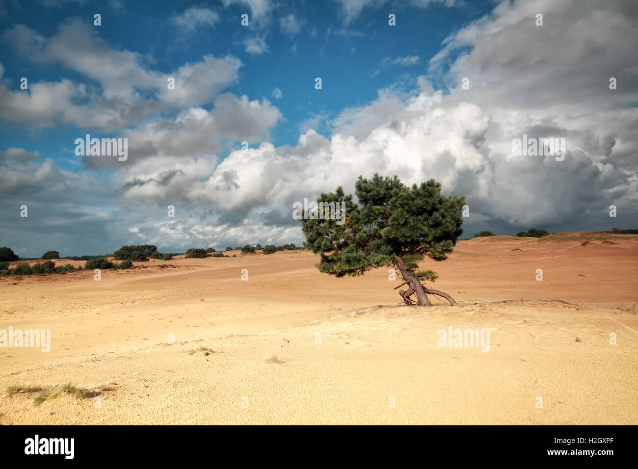 Tree on sand hi-res stock photography and images - Alamy