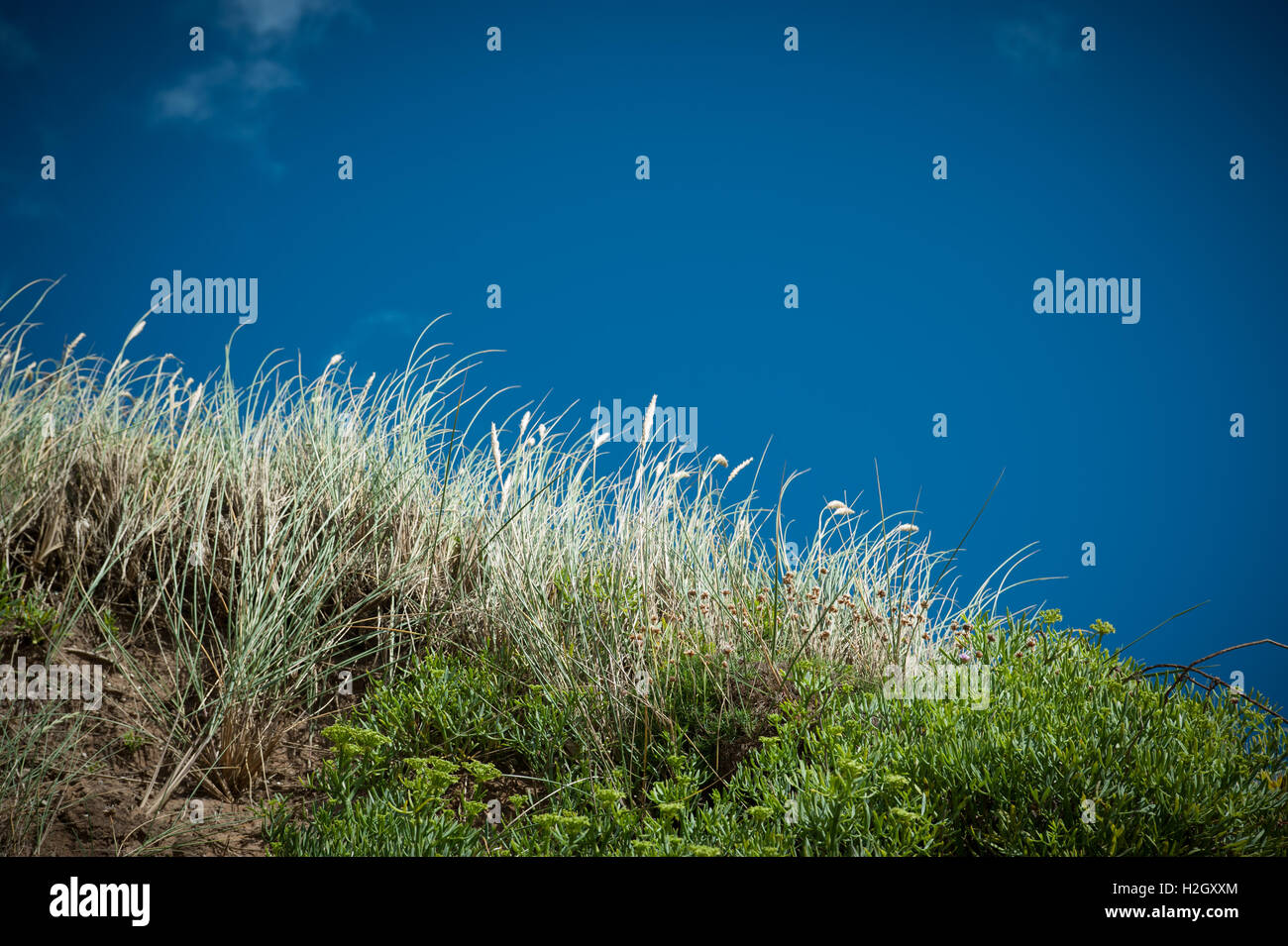 Grasses on the edge of a cliff against a blue sky in Devon, England ...