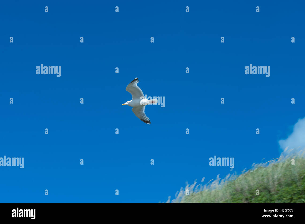 A seagull flying against a blue sky with white clouds Stock Photo - Alamy