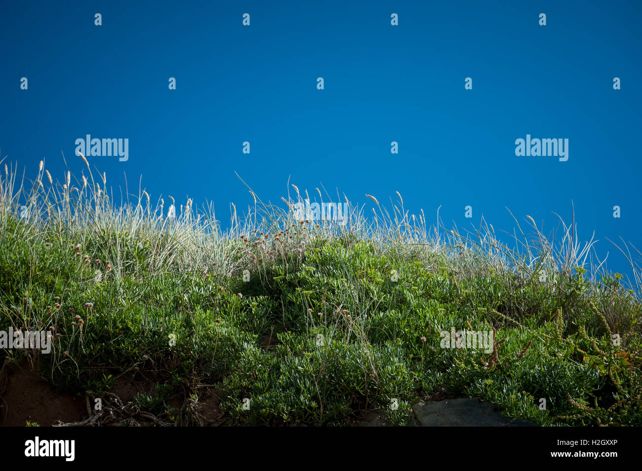 Grasses on the edge of a cliff against a blue sky in Devon, England ...