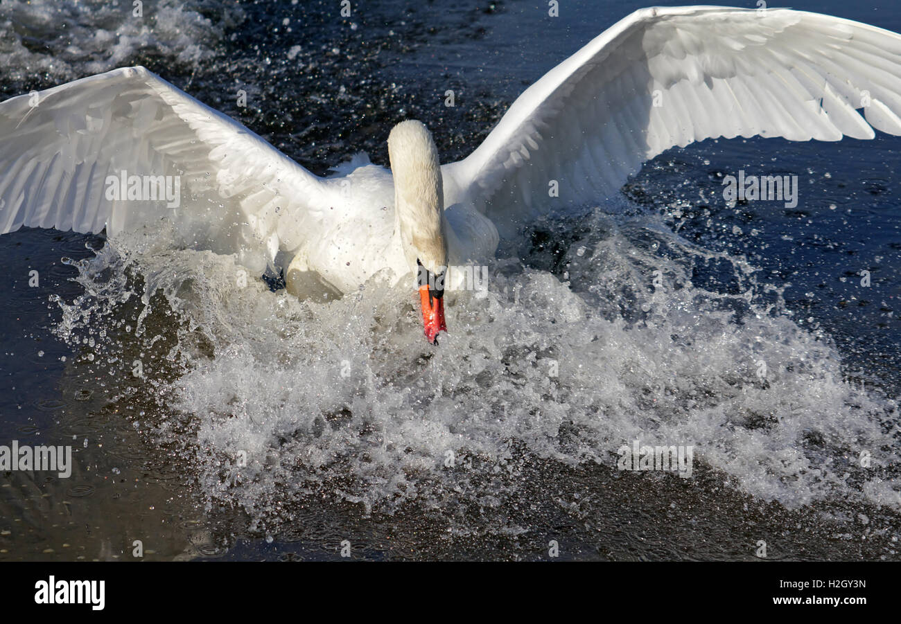 Swan landing on water Stock Photo - Alamy