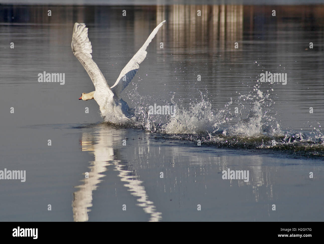 Swan taking off from lake Stock Photo - Alamy