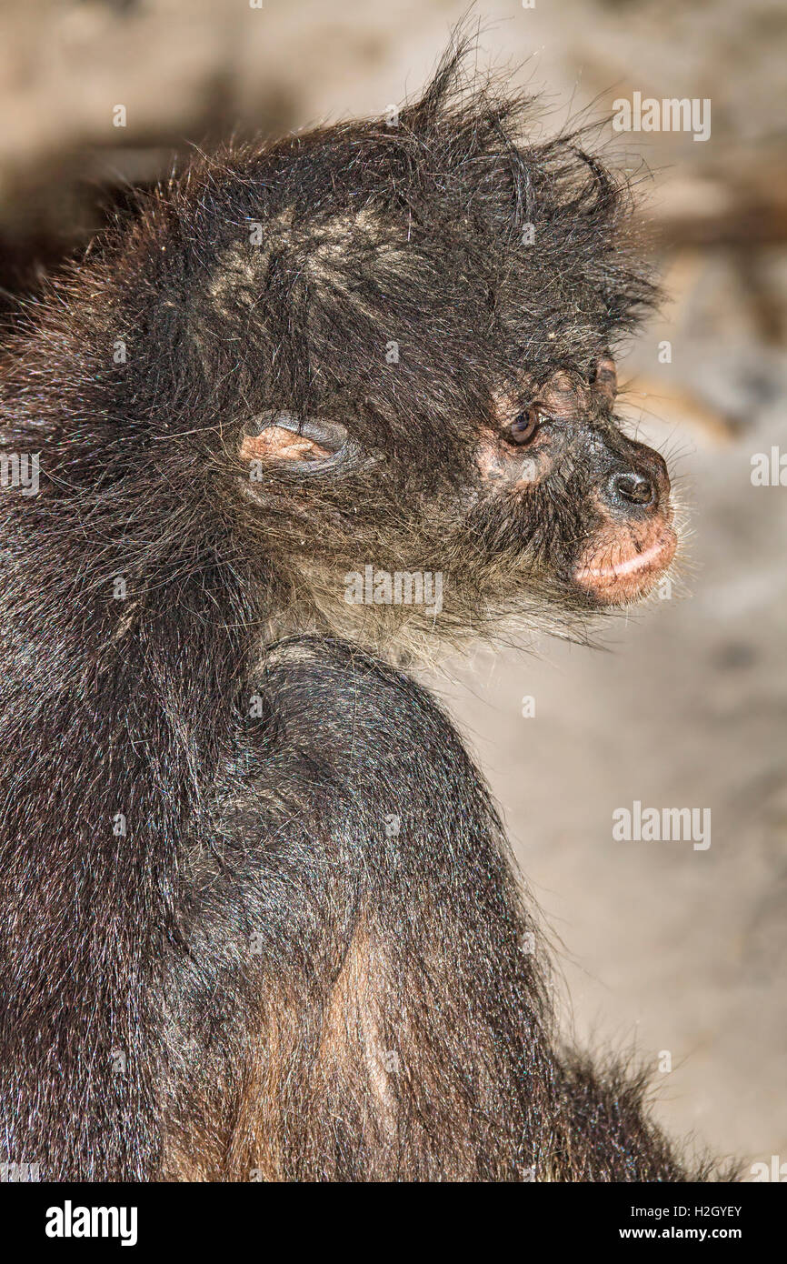Spider Monkey Yucatan Mexico Stock Photo - Alamy