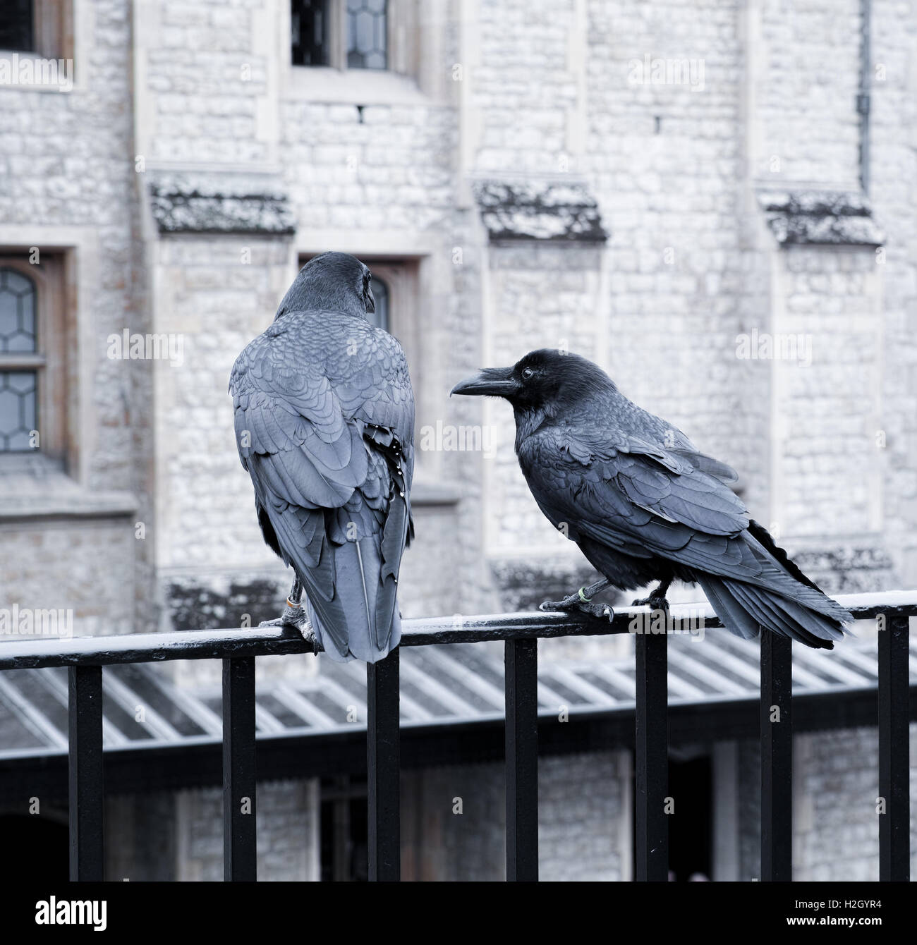 The tower ravens hi-res stock photography and images - Alamy