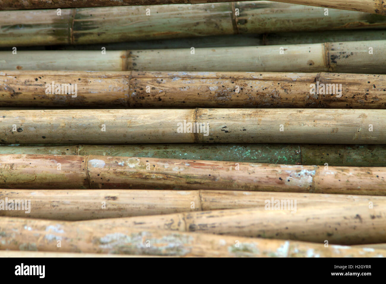 Stack of bamboos in Thailand Stock Photo - Alamy