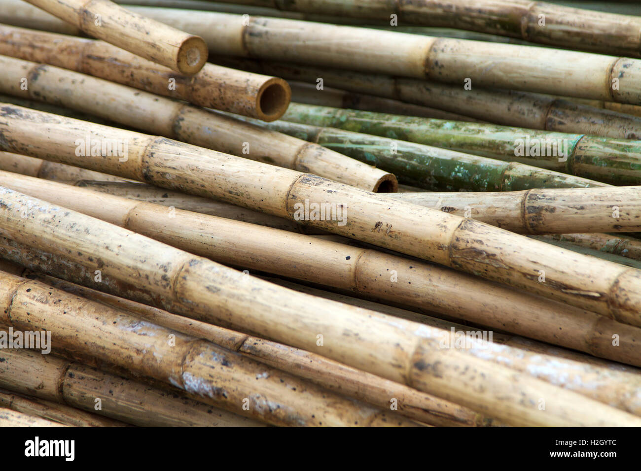 Stack of bamboos in Thailand Stock Photo - Alamy