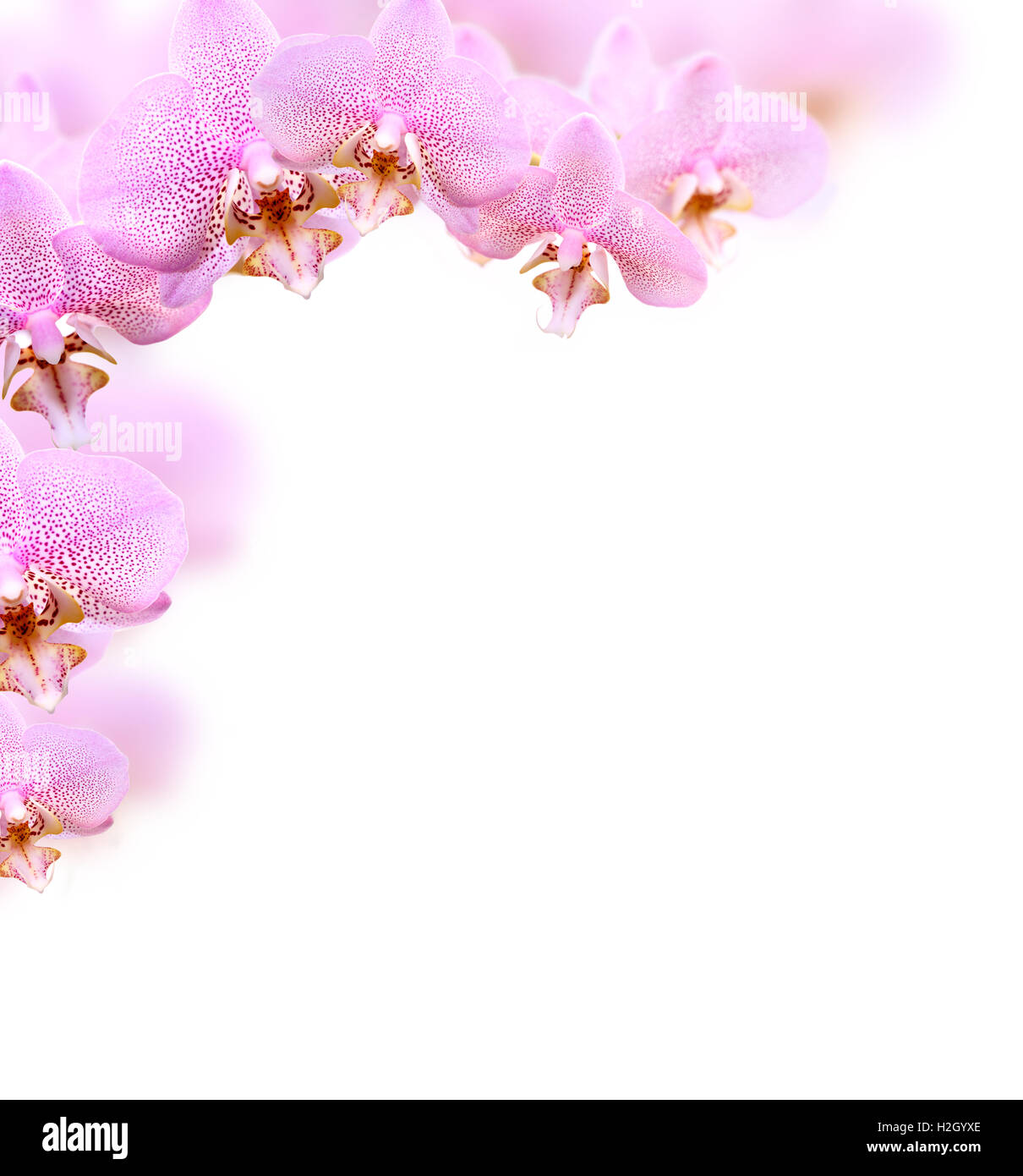 Border made from beautiful pink orchid flowers on white background ...