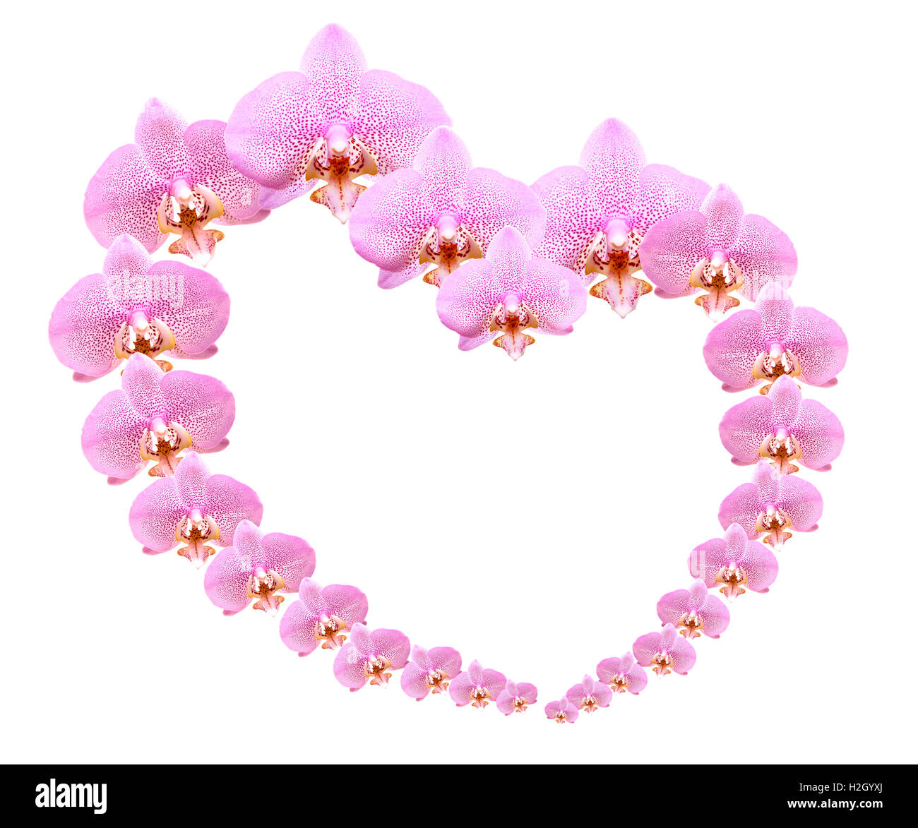 Love concept. Heart shape made from lot of pink orchid flowers Stock ...