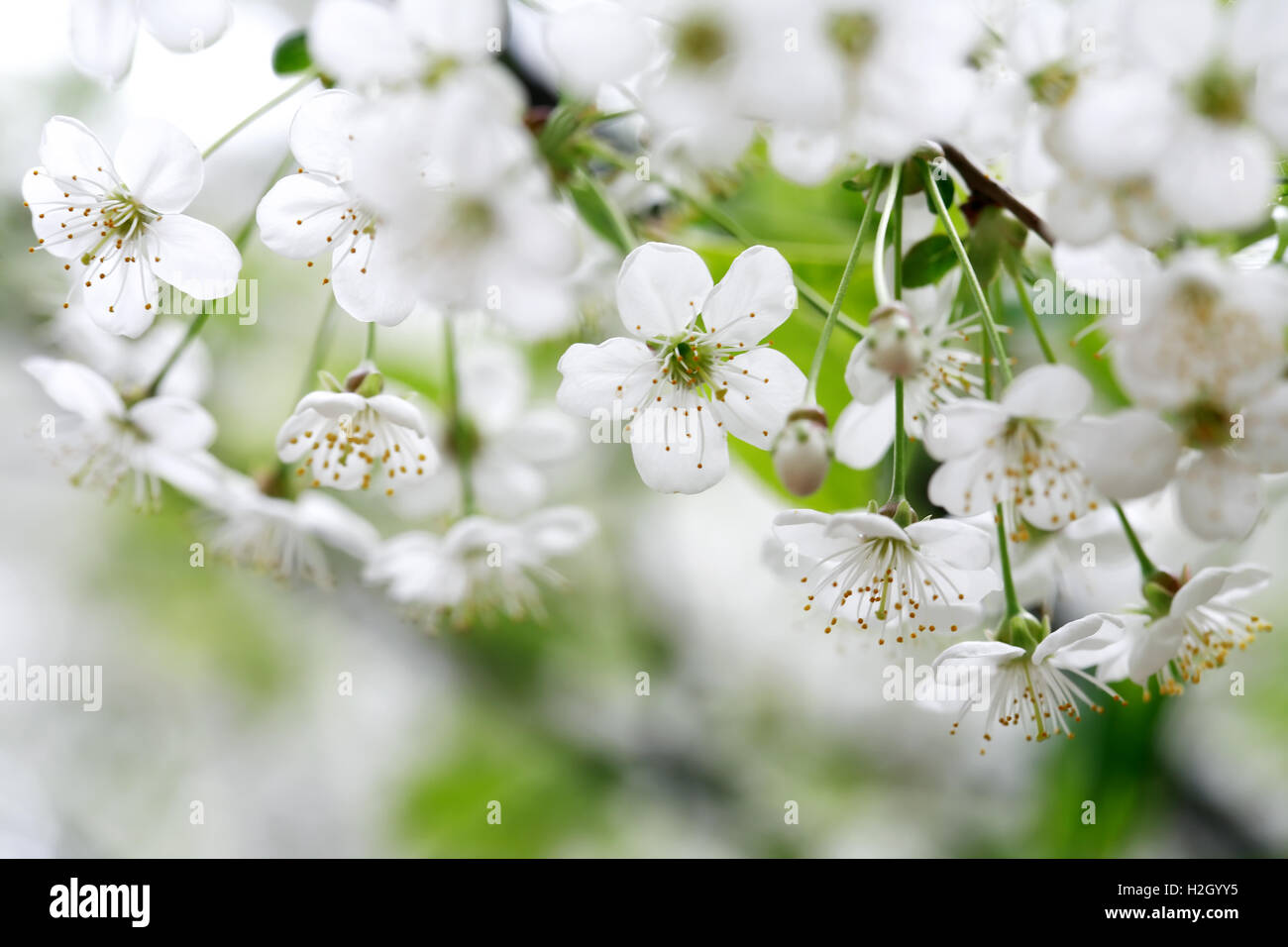 Beautiful blossoming fruit tree with white flowers Stock Photo - Alamy