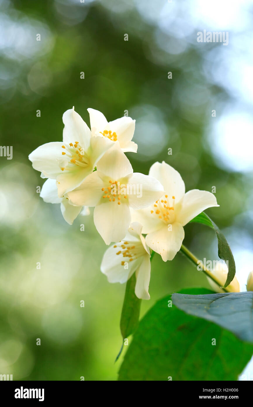 Jasmine tree hi-res stock photography and images - Alamy